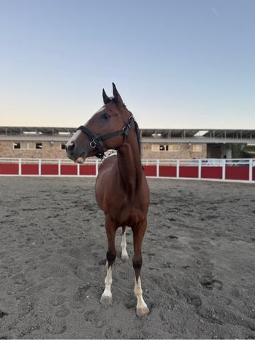 Milanuncios - VENDO CABALLO PSI