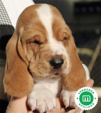 Basset hound Perros en adopción, compra venta de accesorios y servicios ...