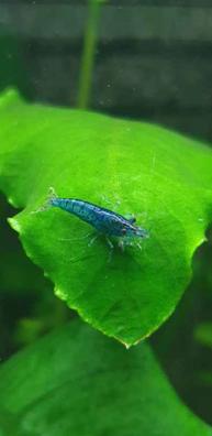 Azul de metileno en venta | Milanuncios