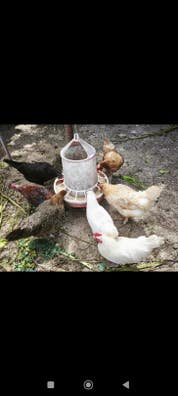 Gallinas en venta en Santa Cruz de Tenerife | Milanuncios