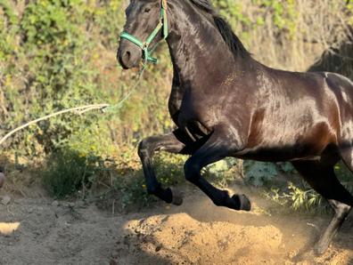 Potros. Compra venta de potros al mejor precio y adopción | Milanuncios