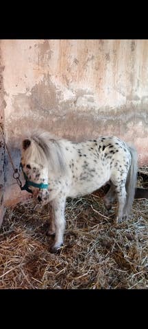 Milanuncios - poni apalusso muy noble