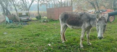 Burro entero cubriendo en asturias Burros. Compra venta de yeguas al ...