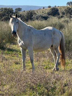 Yeguas en venta | Milanuncios