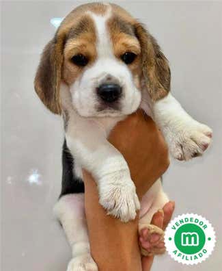 Segunda mano | Milanuncios