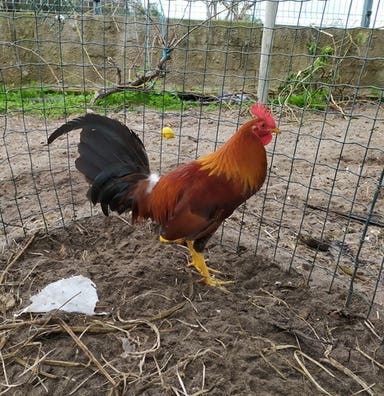 Gallos ingleses en venta | Milanuncios