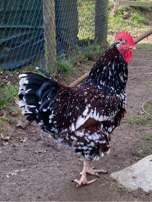 Milanuncios - Gallo Sussex Tricolor, buena raza.