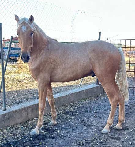 Milanuncios - Potro PRE Perlino de 27 meses en venta