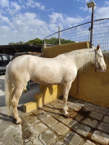 Milanuncios - yegua albina