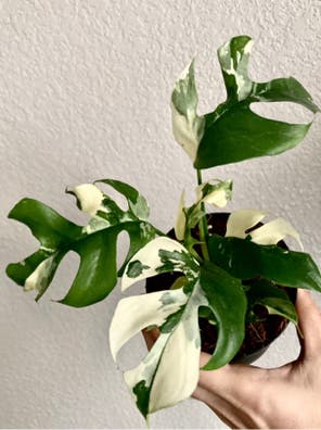 Milanuncios - Monstera “mini” variegata