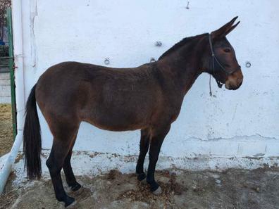 Mulas. Compra venta de mulas al mejor precio y adopción | Milanuncios