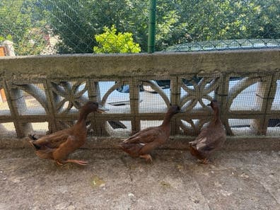 Patos en venta | Milanuncios