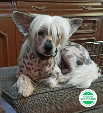 MILANUNCIOS | Montas de perro. Reproducción y cría de perros de raza