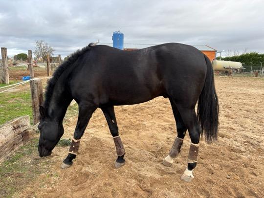 Milanuncios - HISPANO ARABE NEGRO CON CARTA