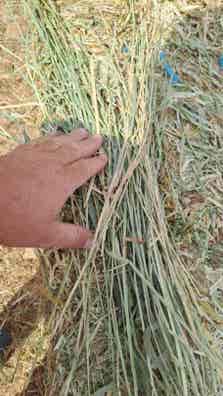 Paja de avena | Milanuncios