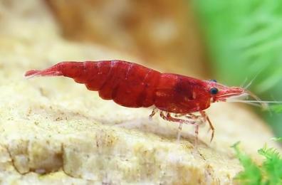 Gambas red fire | Milanuncios