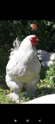 Milanuncios - Huevos fértiles Brahma Isabella