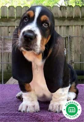 Basset hound Perros en adopción, compra venta de accesorios y servicios ...