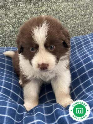 Border collie en venta | Milanuncios