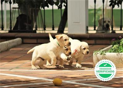 MILANUNCIOS | Labradores en adopción. Compra venta y regalo de ...