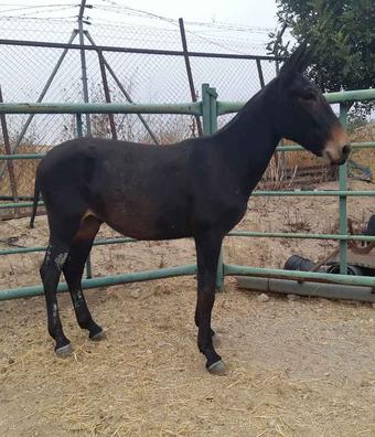 Mulas. Compra venta de mulas al mejor precio y adopción | Milanuncios