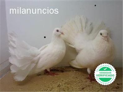 MILANUNCIOS | Palomas Pájaros. Compra venta de pájaros, jaulas y accesorios