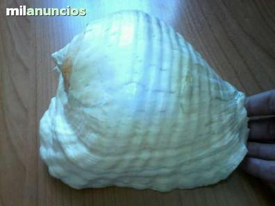 Milanuncios - concha grande del Pacifico