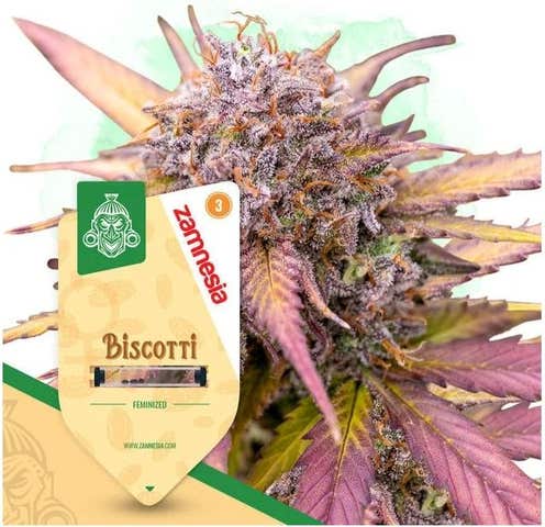 Milanuncios - 4 Semillas Biscotti (Zamnesia Seeds) Fem