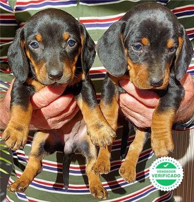 MILANUNCIOS | Regalo teckel Perros en adopción, compra venta de ...