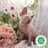 Milanuncios - Sphynx