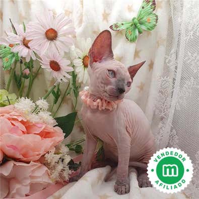 Milanuncios - Sphynx