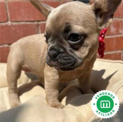 Bulldog frances en venta | Milanuncios