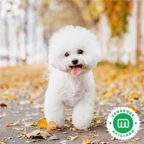 Milanuncios - Bichón Frise