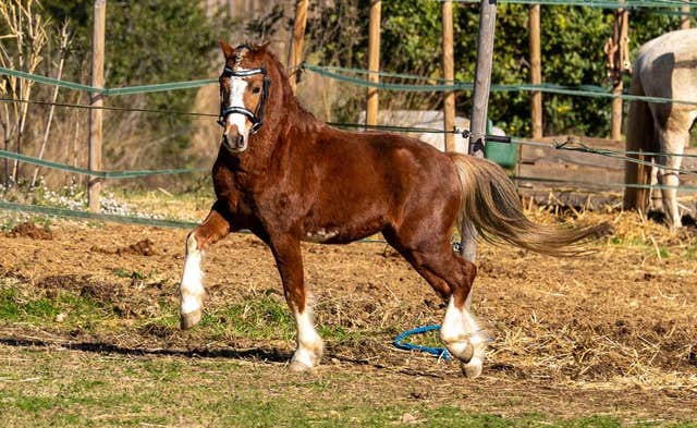 Milanuncios - vendo poni B (1,23) welsh con papeles