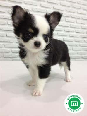 Chihuahua en venta en Madrid Provincia | Milanuncios