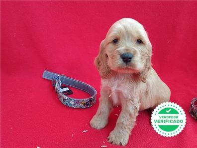 MILANUNCIOS | Spaniel breton Perros en adopción, compra venta de ...