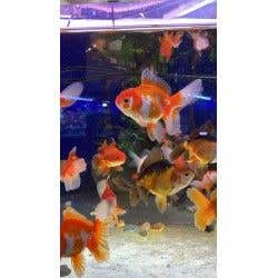 Milanuncios - ZGZ- Jelly head oranda mix- envio