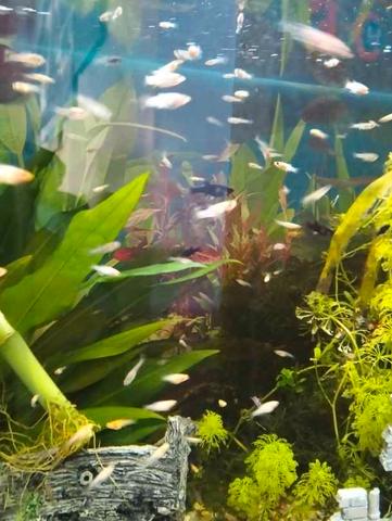 Milanuncios - peces alevines de platis y molis