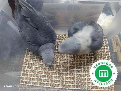 Loros yacos en venta hasta 150 euros | Milanuncios