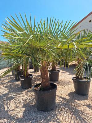 Palmera trachycarpus fortunei de segunda mano | Milanuncios