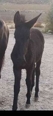 Mulas. Compra venta de mulas al mejor precio y adopción | Milanuncios