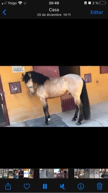 Caballos domados Caballosen venta . Comprar y vender caballos a buen ...