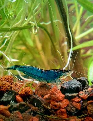 Azul de metileno Compra venta de peces, acuarios, peceras y accesorios ...