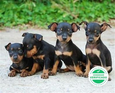 MILANUNCIOS | Pincher en adopción. Compra venta y regalo de cachorros y ...