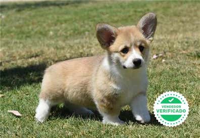 MILANUNCIOS | Corgi Perros en adopción, compra venta de accesorios y ...