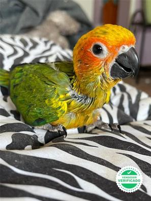 MILANUNCIOS | Aratinga sol Pájaros. Compra venta de pájaros, jaulas y ...