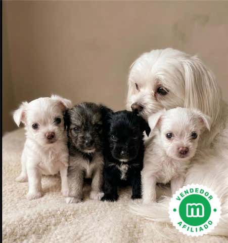 Milanuncios - Bichon maltés