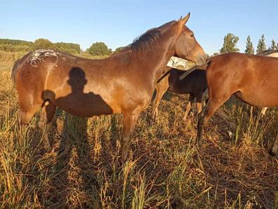 Yeguas. Compra venta de yeguas al mejor precio y adopción | Milanuncios