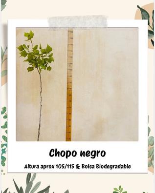 Milanuncios - (x3) Chopo Negro (Populus Nigra) (Álamo)