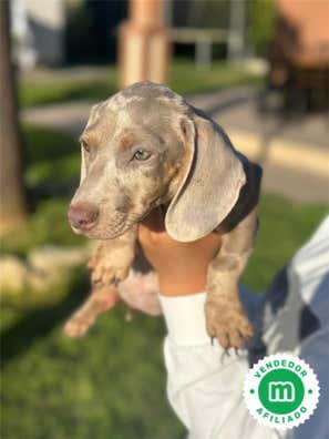 Salchicha Perros en adopción, compra venta de accesorios y servicios ...